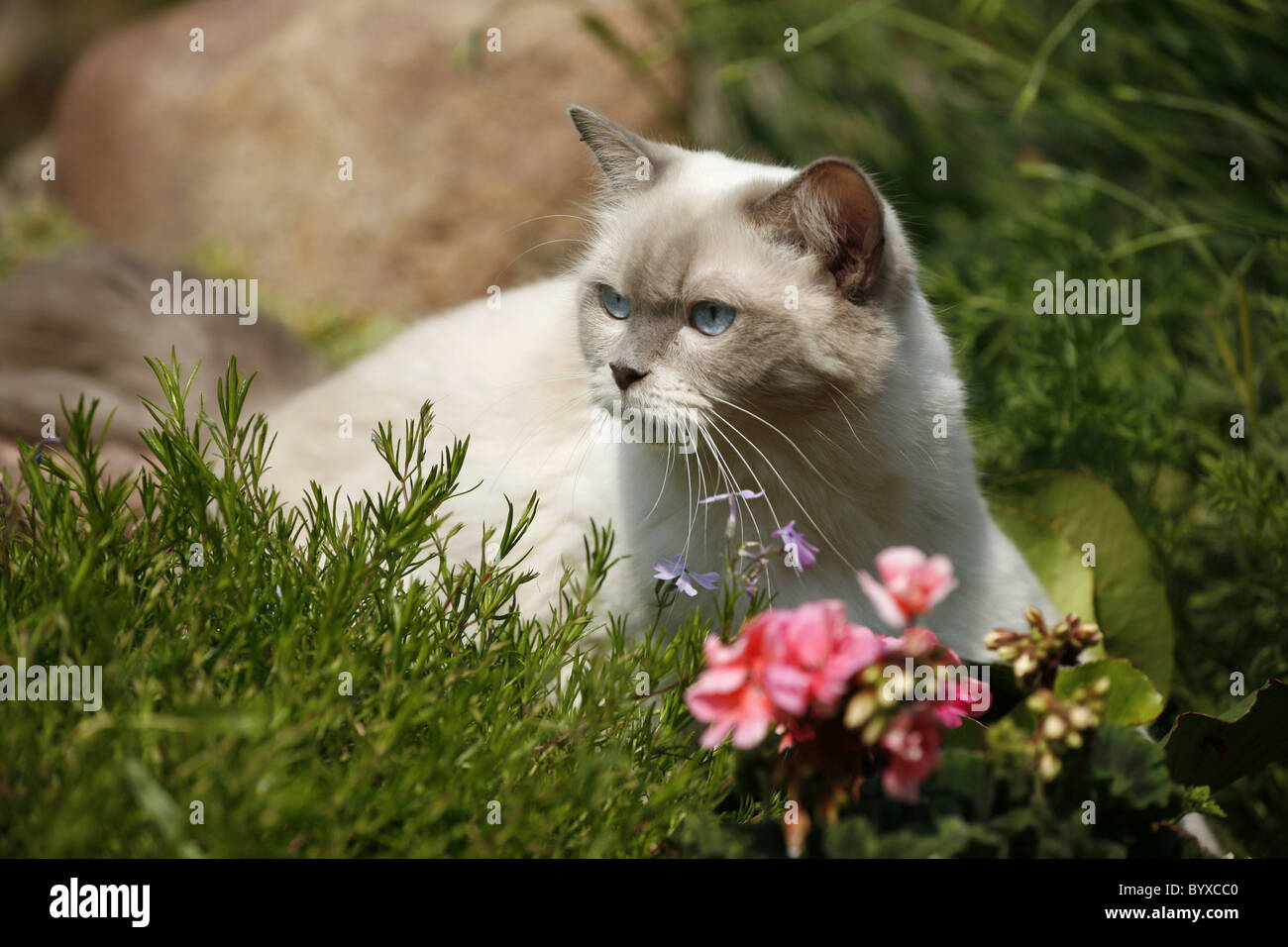 Blue mitted ragdoll hi-res stock photography and images - Alamy