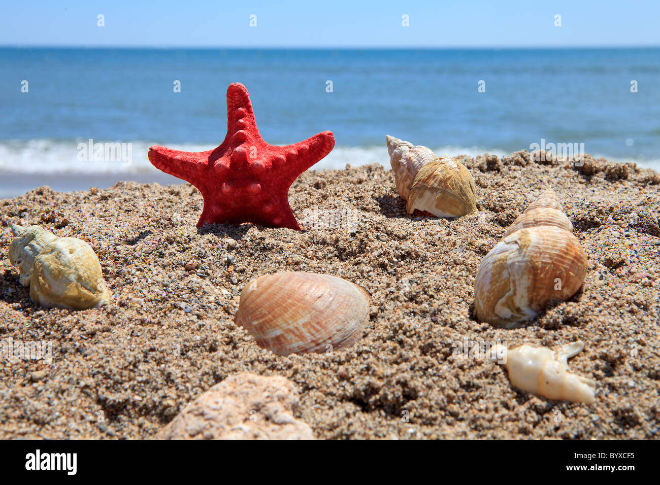 shells on the beach in closeup near the ocean Stock Photo - Alamy