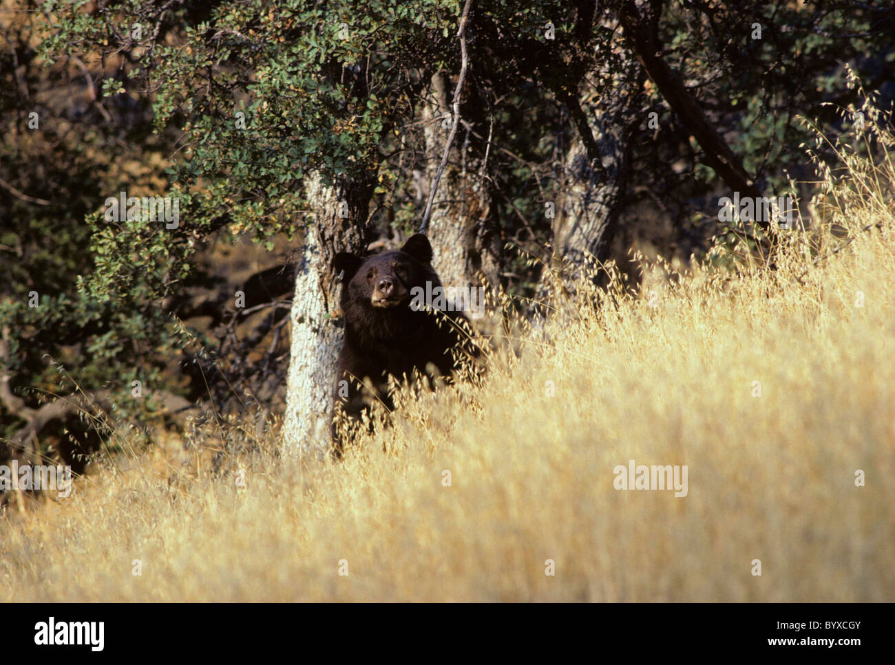 Black Bear, Tall Brown Grass, Sequoia and Kings Canyon National Park ...