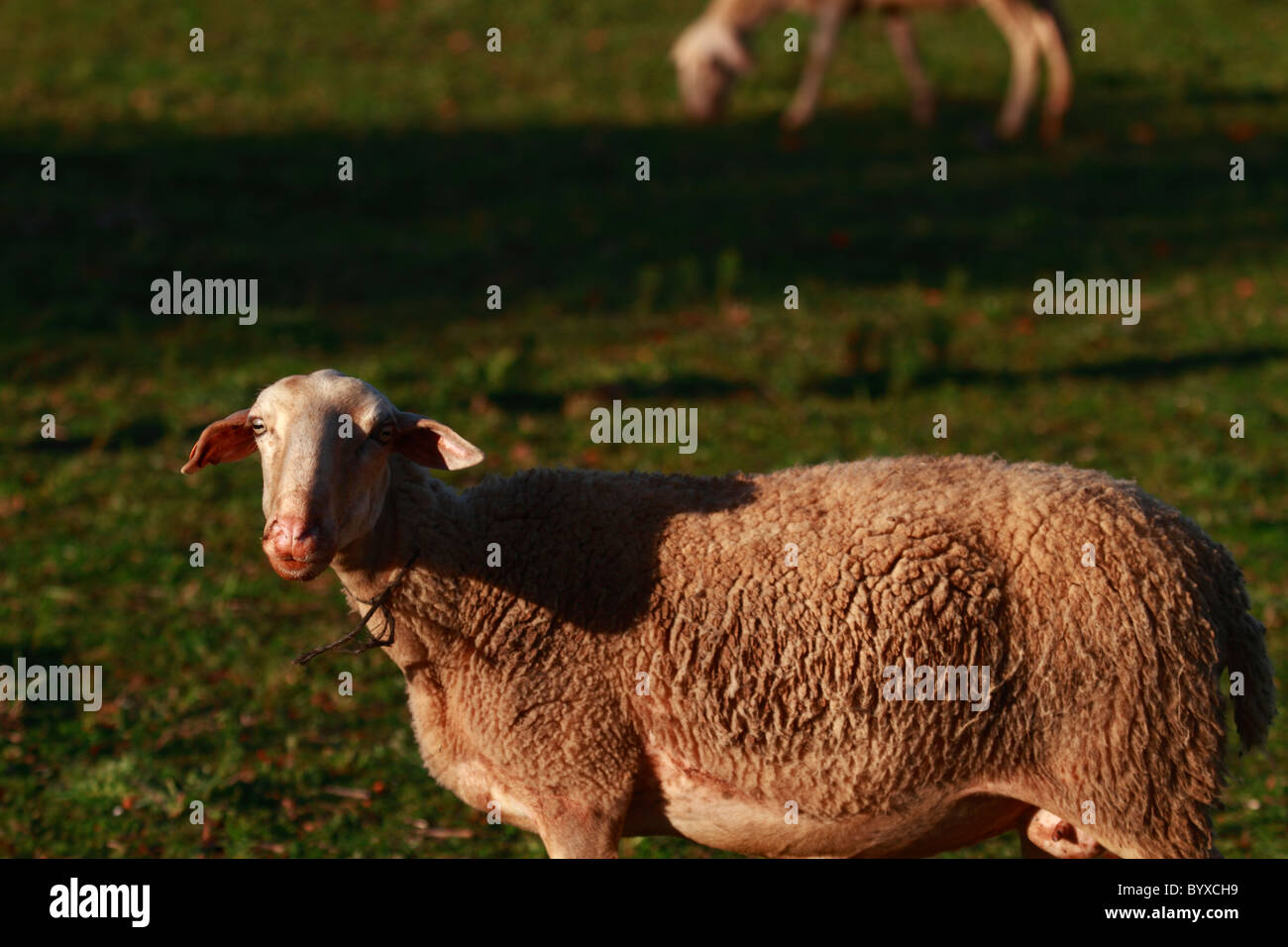 Animal oveja cordero agricultura hi-res stock photography and images - Alamy