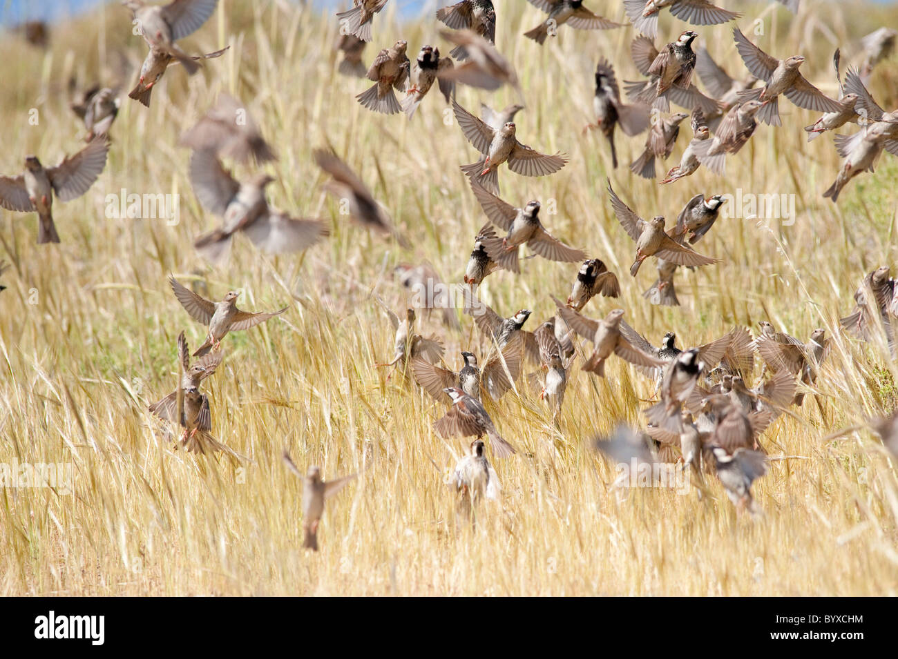 Spanish Sparrow Passer hispaniolensis Greece Stock Photo - Alamy