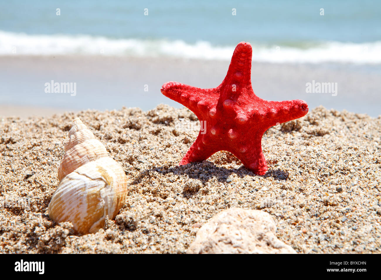 shells on the beach in closeup near the ocean Stock Photo - Alamy