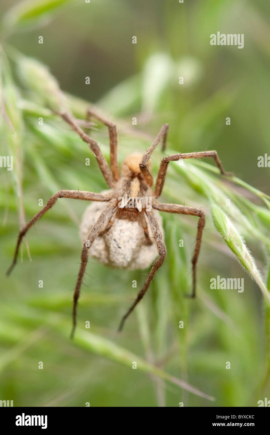 Wolf spider hi-res stock photography and images - Alamy