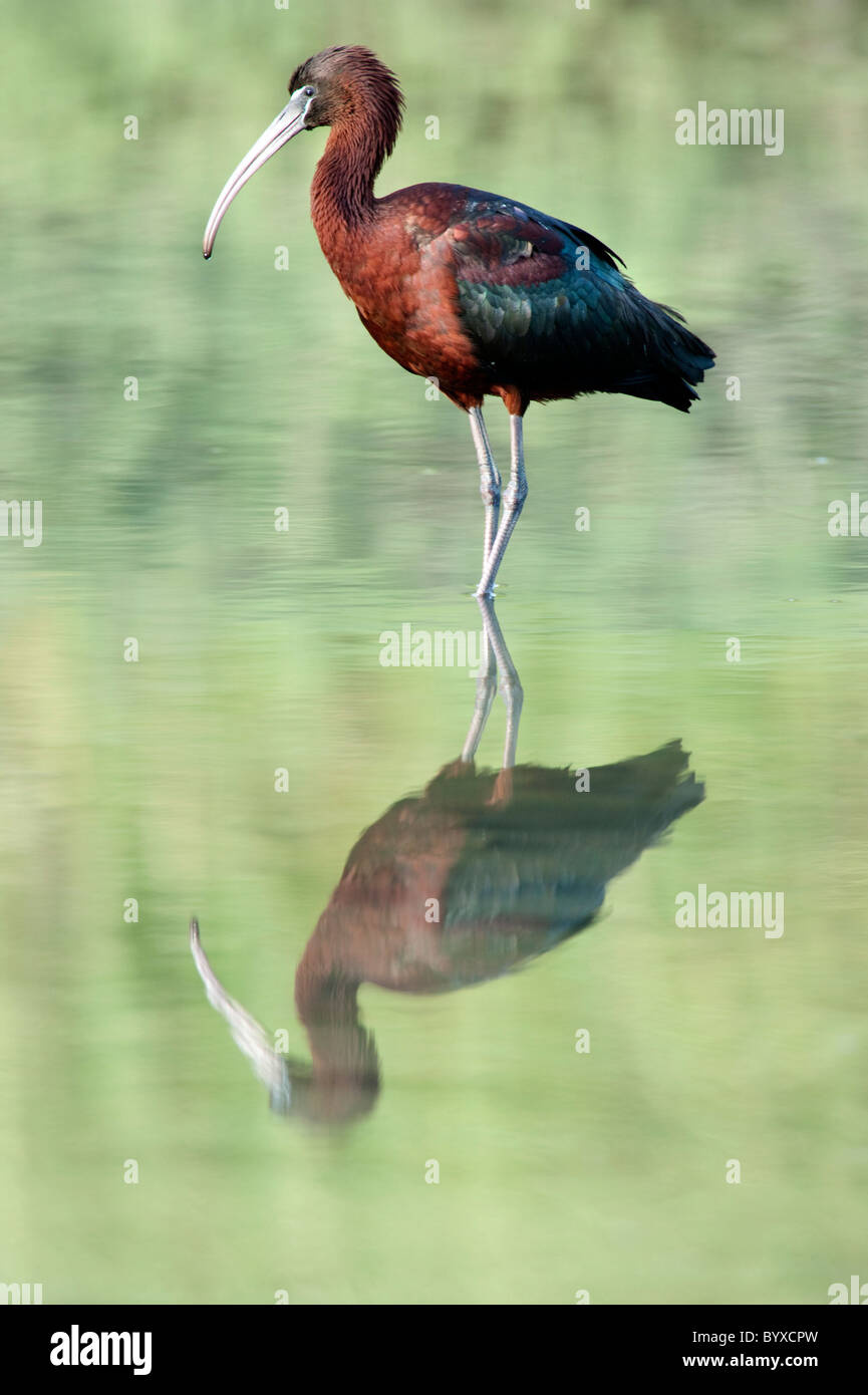 Glossy Ibis Plegadis falcinellus Lesvos Greece Stock Photo - Alamy