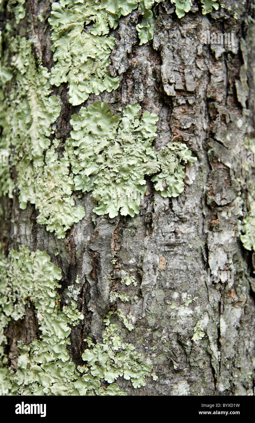 Close up section of a tree showing bark and lichen Stock Photo - Alamy