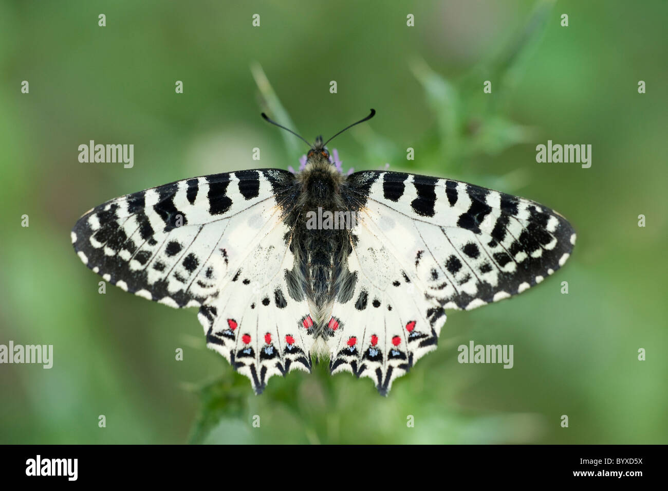 Eastern festoon (zerynthia cerisy) hi-res stock photography and images ...