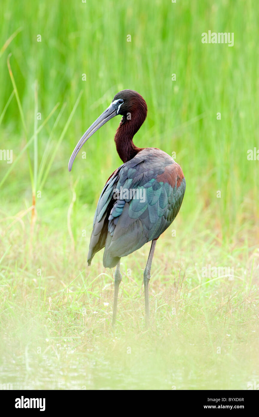 Glossy ibis hi-res stock photography and images - Alamy
