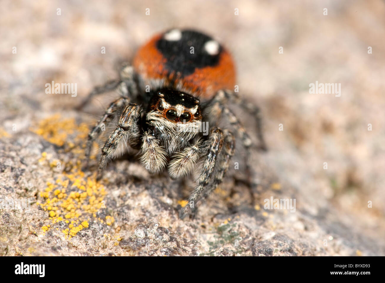 Eresus sp hi-res stock photography and images - Alamy