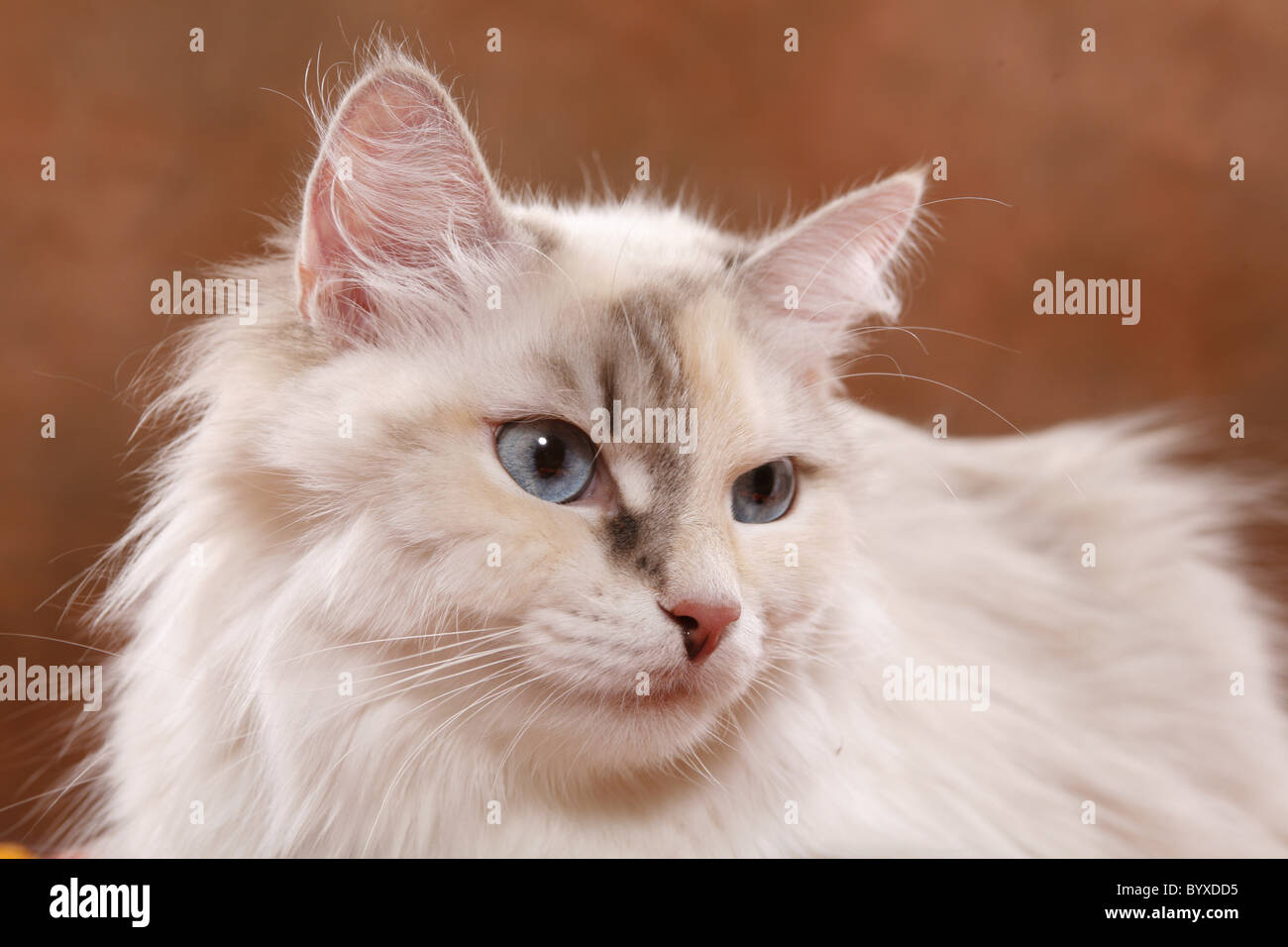 14275 hi-res stock photography and images - Alamy