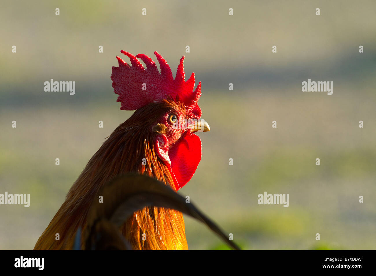Rooster crown hi-res stock photography and images - Alamy