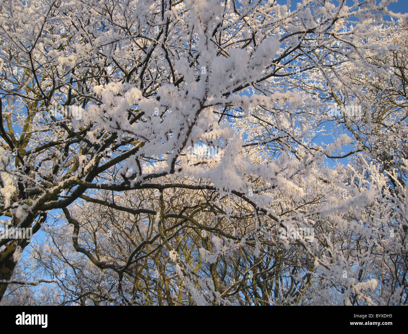 Paisley park hi-res stock photography and images - Alamy