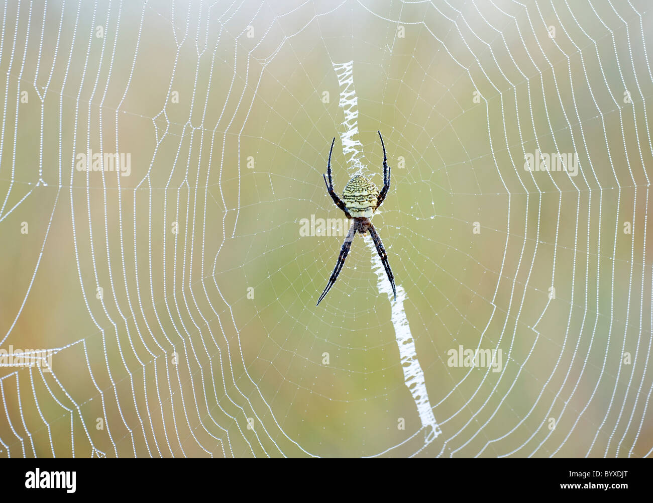 Grand Argiope Spider on web Argiope aemula early Stock Photo - Alamy