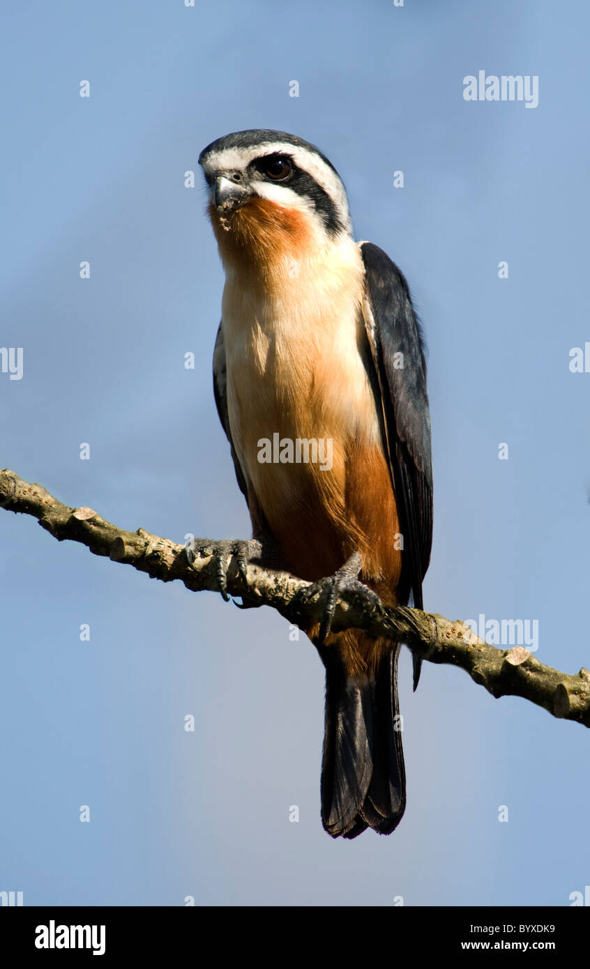 Collared Falconet Microhierax caerulescens India Stock Photo - Alamy
