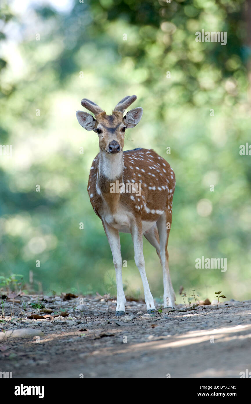 Spotted deer hi-res stock photography and images - Alamy