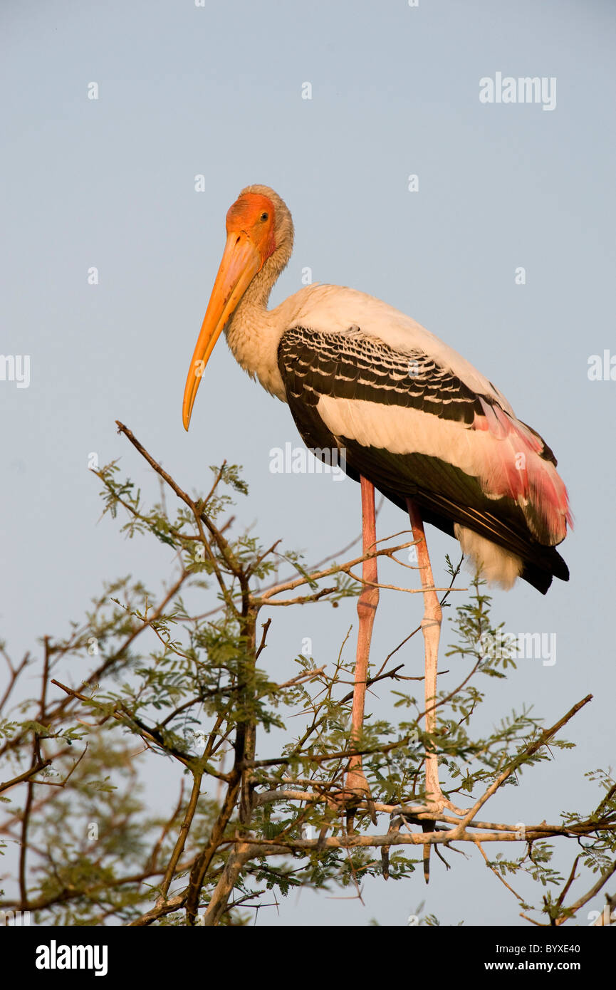 Stork india hi-res stock photography and images - Alamy