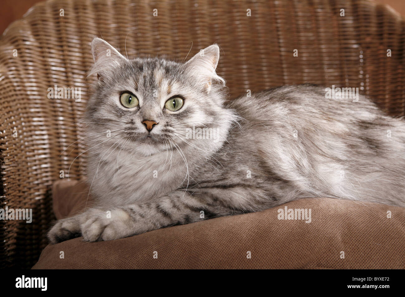 Graue Katze High Resolution Stock Photography and Images - Alamy