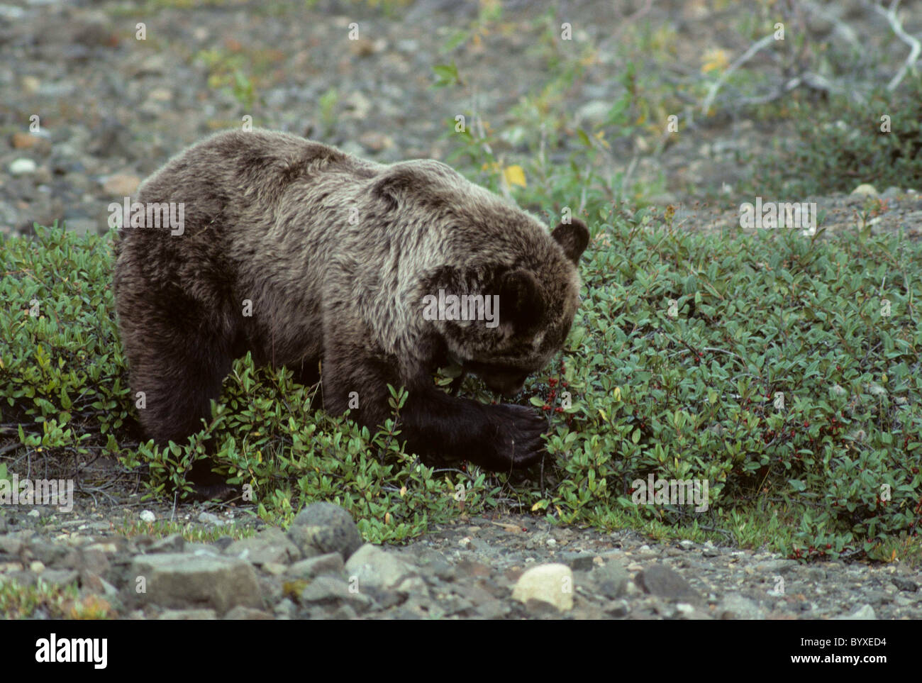 Grizzly Bear, Denali National Park, Alaska, brown bear, grizzly bear ...
