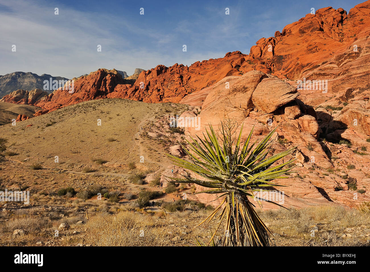 Red Yucca High Resolution Stock Photography and Images - Alamy