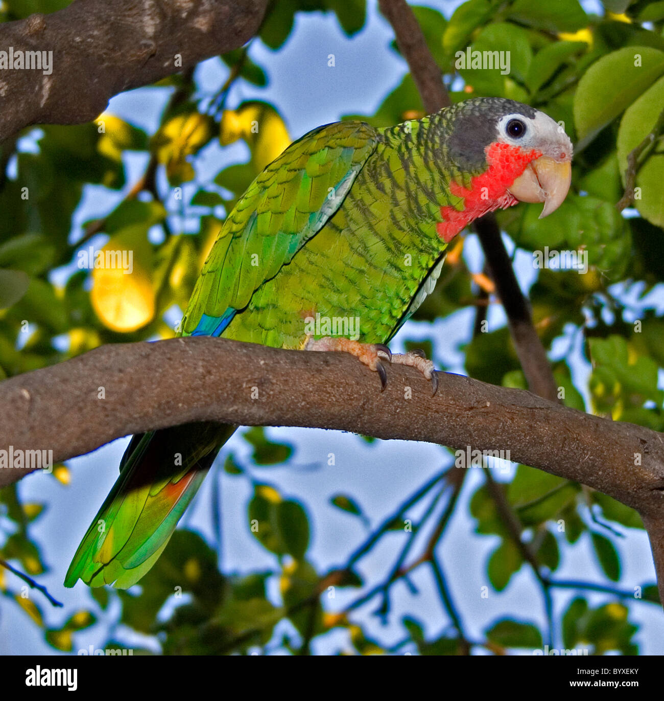 Cuban amazon or rose throated parrot Stock Photo - Alamy