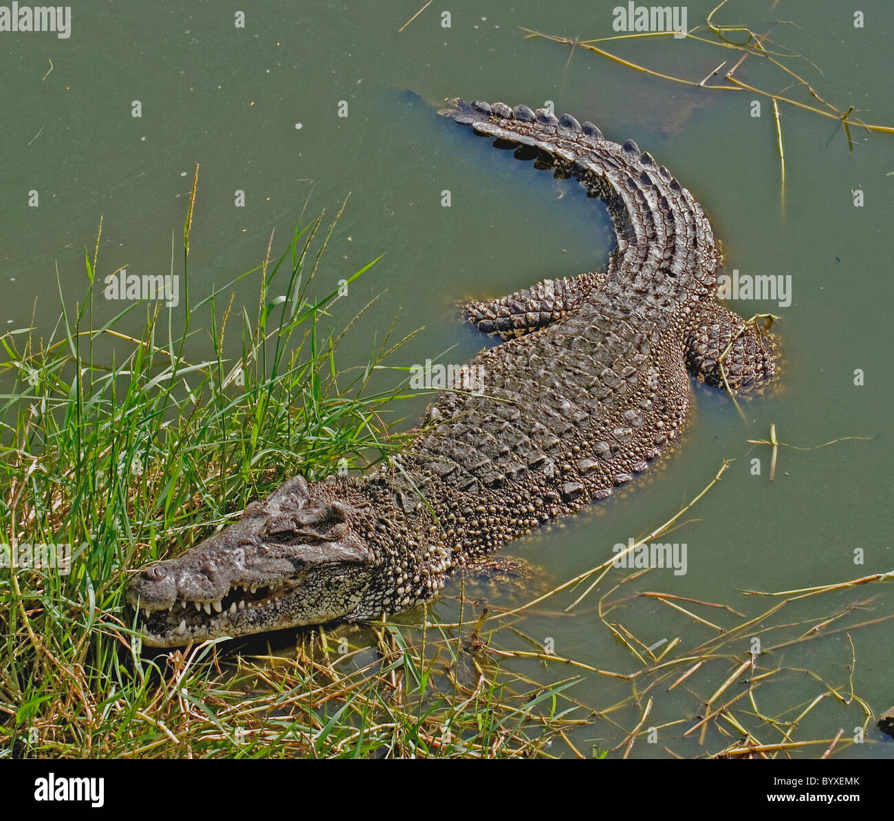Crocodile lying in shallow hi-res stock photography and images - Alamy