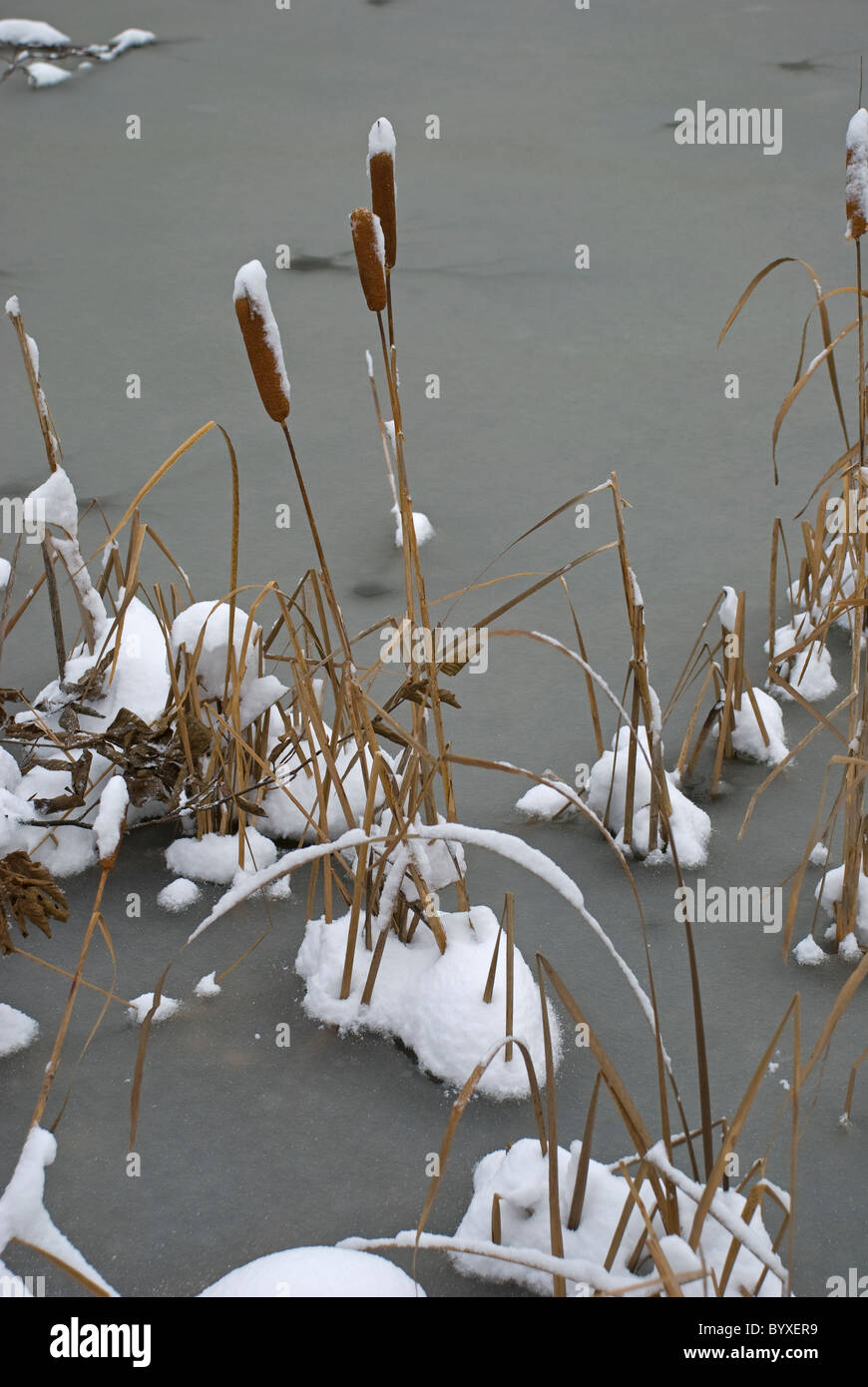 Bullrushes hi-res stock photography and images - Alamy