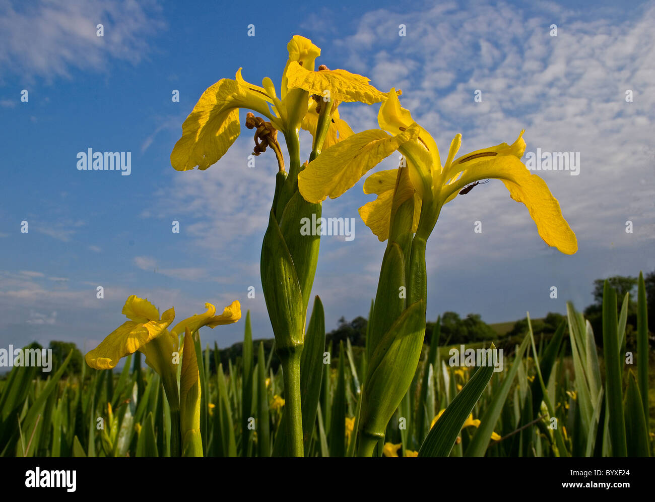 Yellow iris iris pseudacorus Taw Valley Devon UK Stock Photo - Alamy