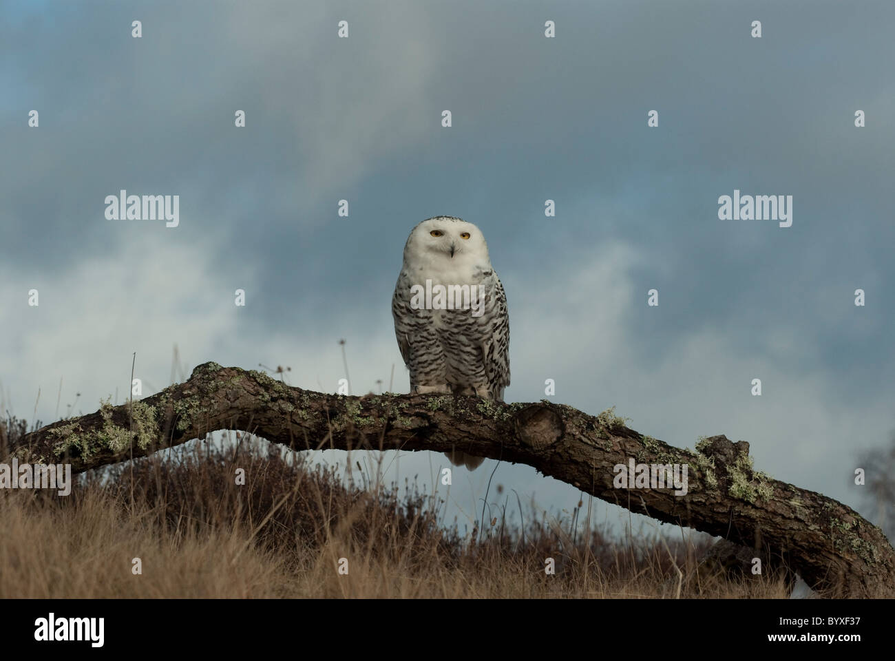 Adult female owl hi-res stock photography and images - Alamy