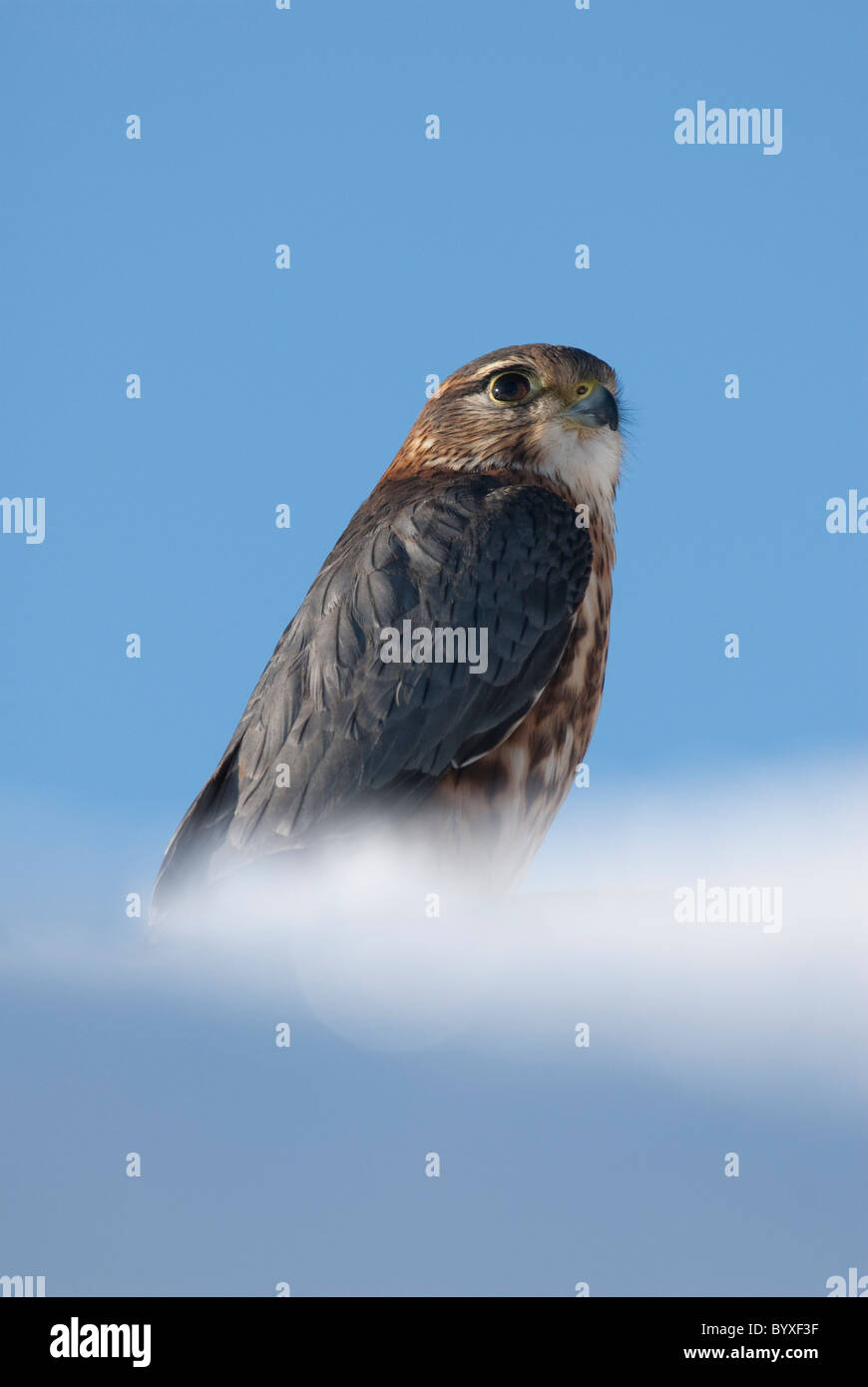 Small avian creatures hi-res stock photography and images - Alamy