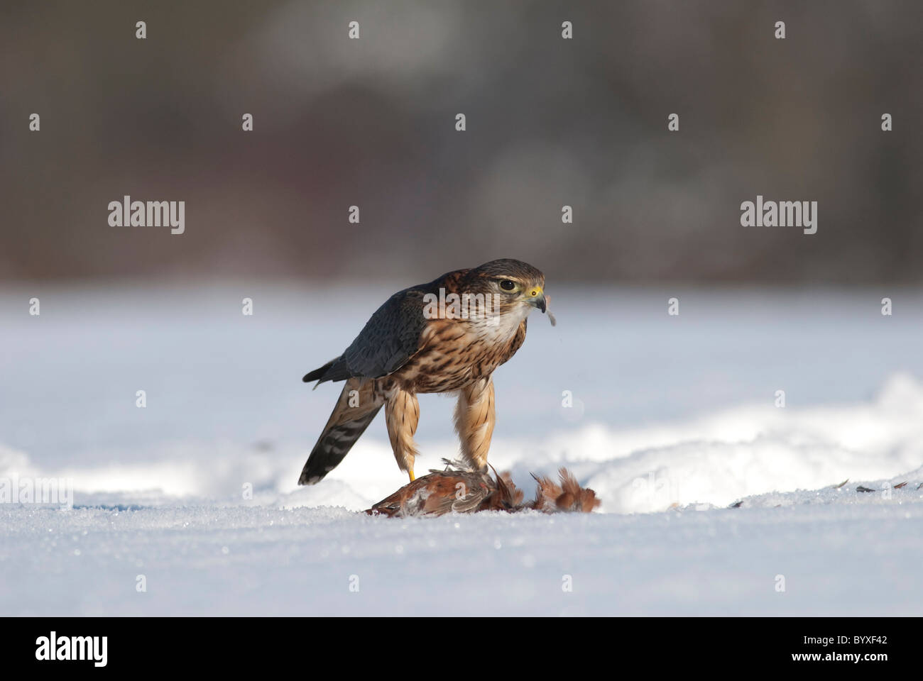 Small avian creatures hi-res stock photography and images - Alamy