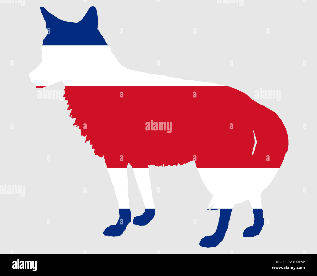 Coyote Costa Rica Stock Photo - Alamy