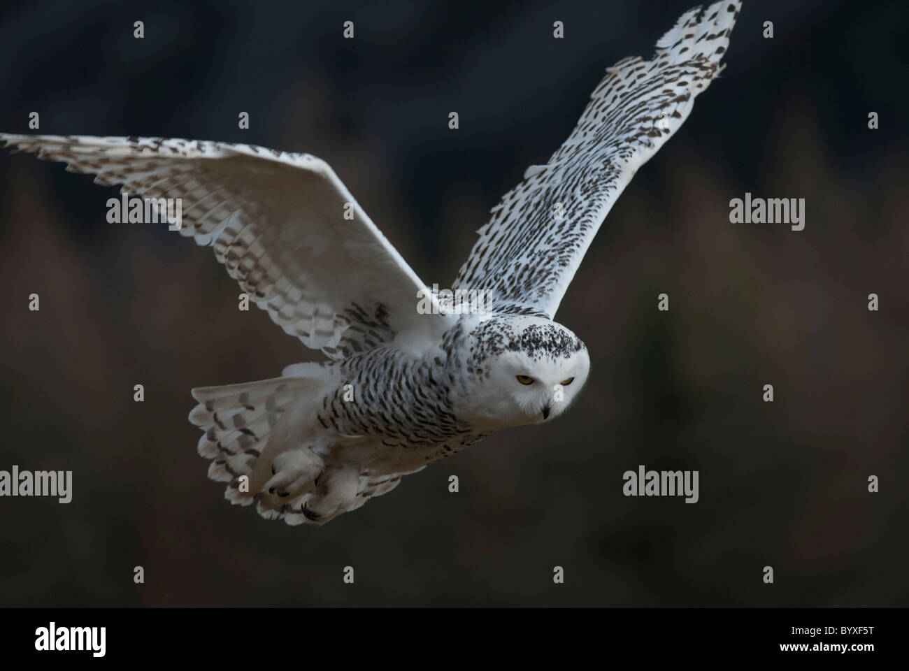 Flying snow owl hi-res stock photography and images - Alamy
