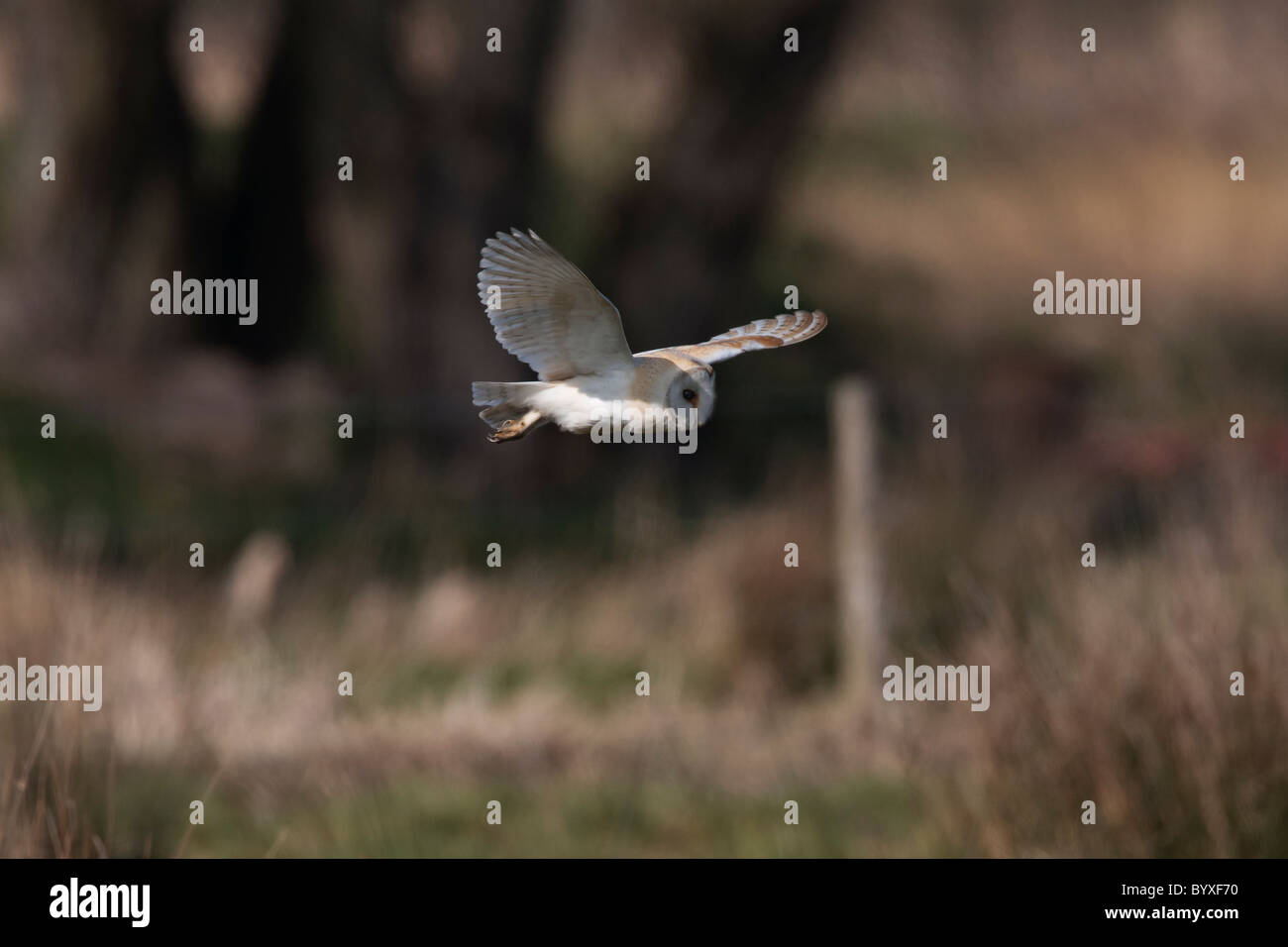 Barn owl in flight hunting for prey over heathland Stock Photo - Alamy