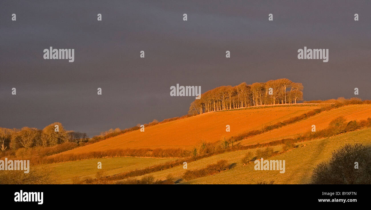Copse of beech trees hi-res stock photography and images - Alamy