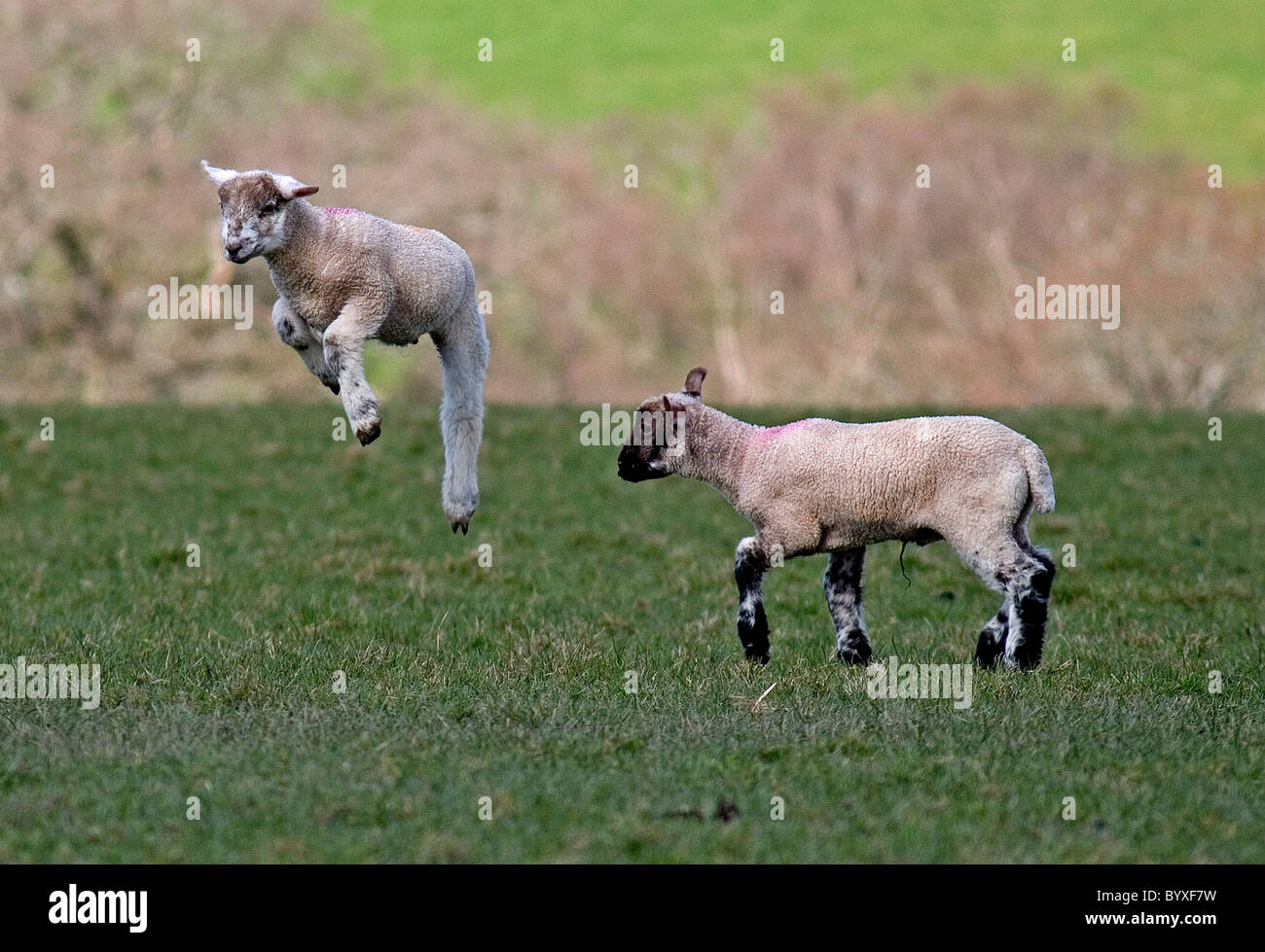 Black And White Lambs High Resolution Stock Photography and Images - Alamy