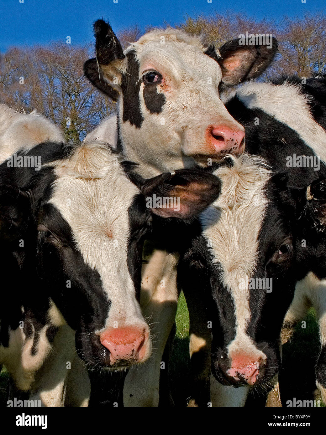 Friesian heffers Devon UK Stock Photo - Alamy