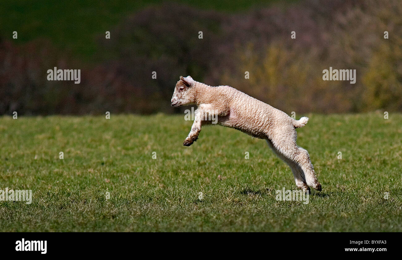 Lamb Devon UK Stock Photo - Alamy