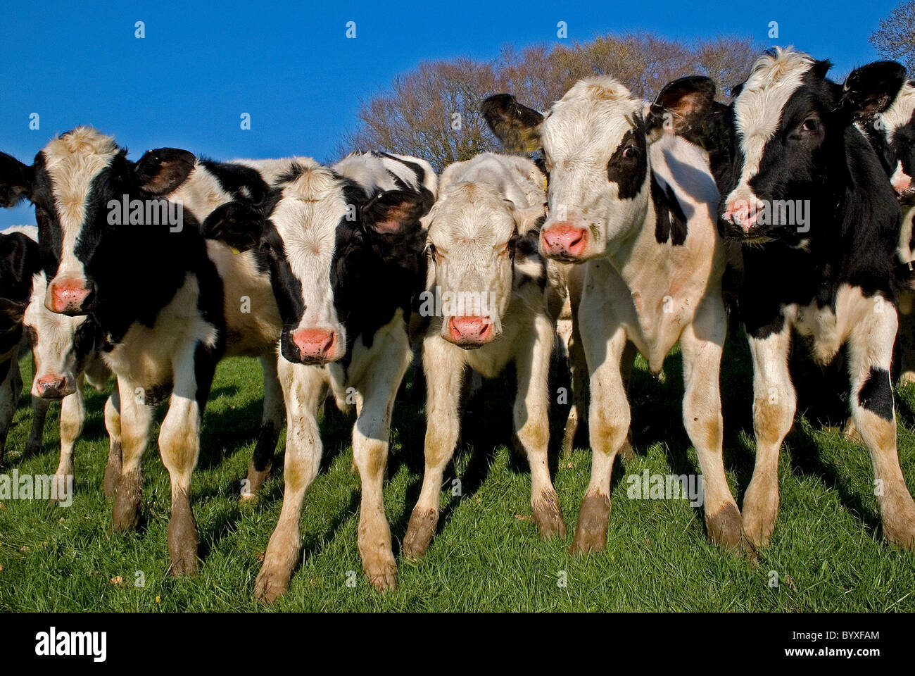 Friesian heffers Devon UK Stock Photo - Alamy