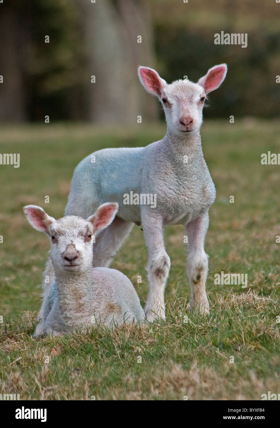 Twin lambs Devon UK Stock Photo - Alamy