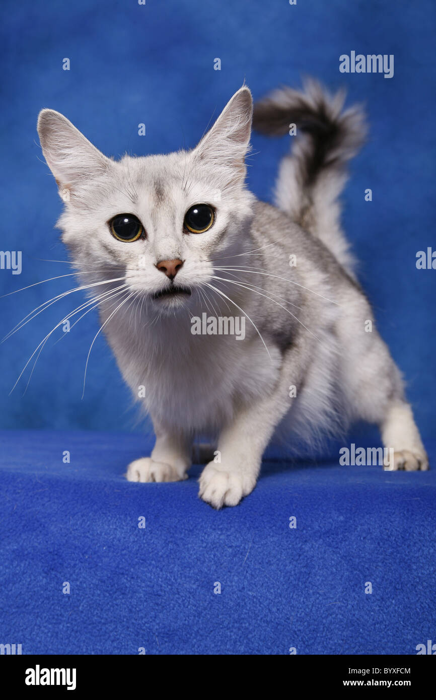 Silbersomali / silver Somali Stock Photo - Alamy