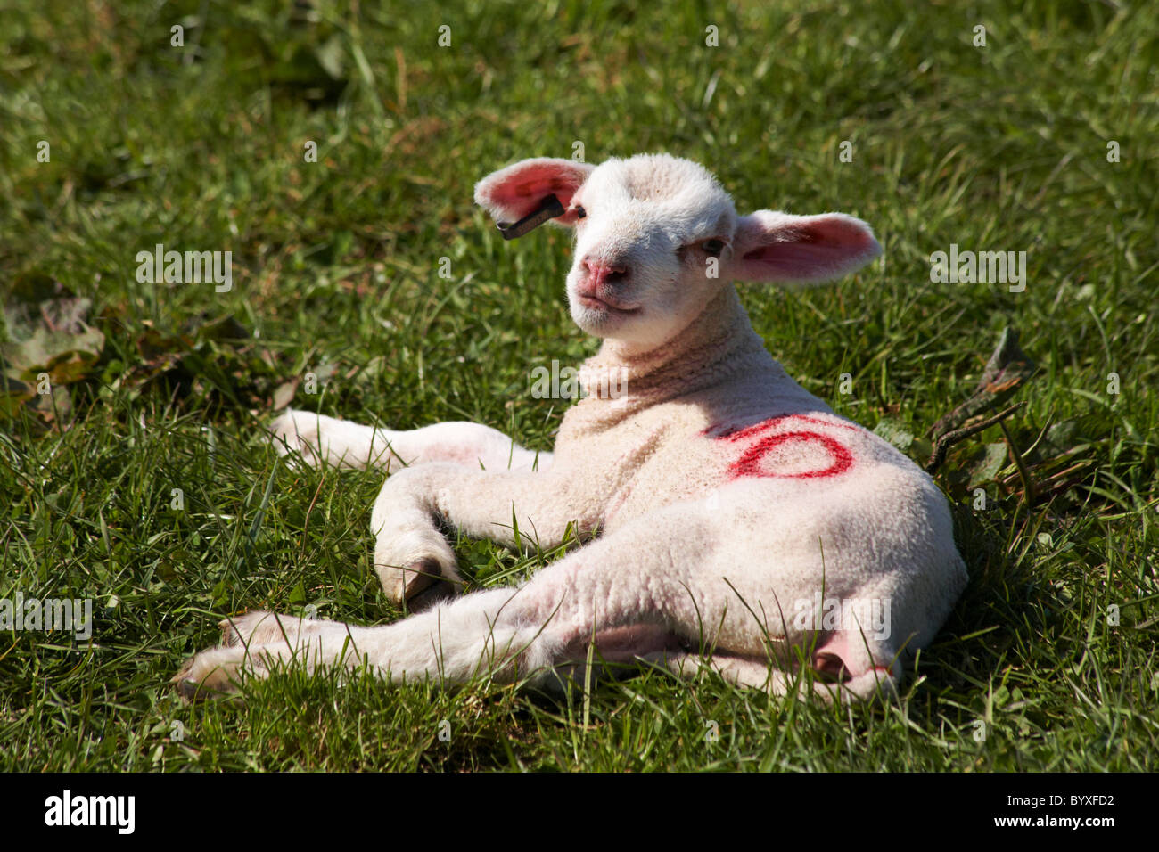Lamb Lying Down High Resolution Stock Photography and Images - Alamy