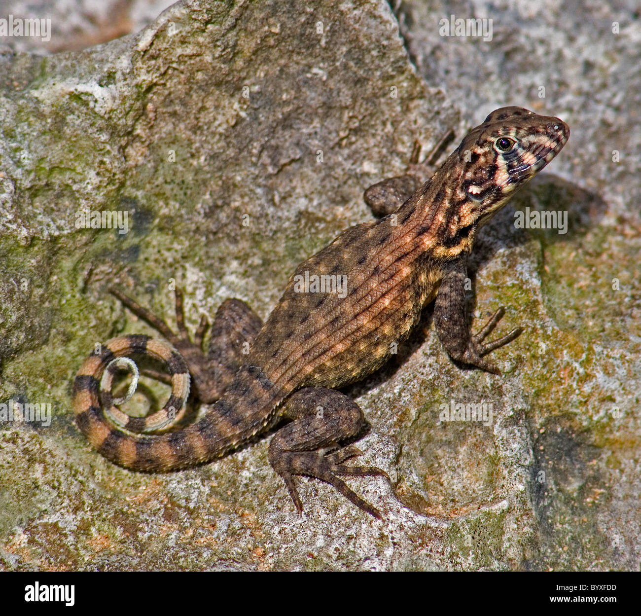 Curly tailed lizard Stock Photo - Alamy