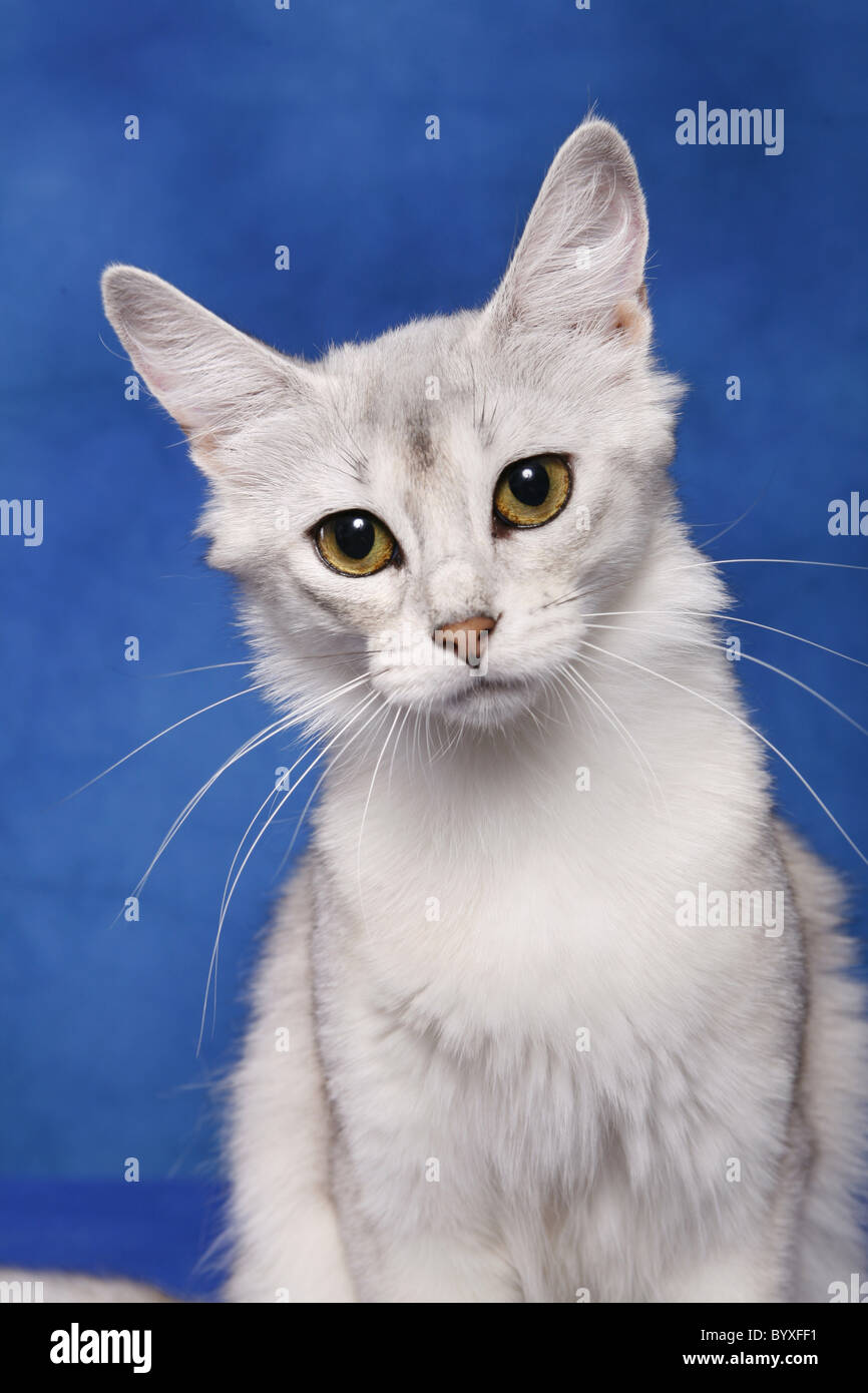 Somalian cat portrait hi-res stock photography and images - Alamy