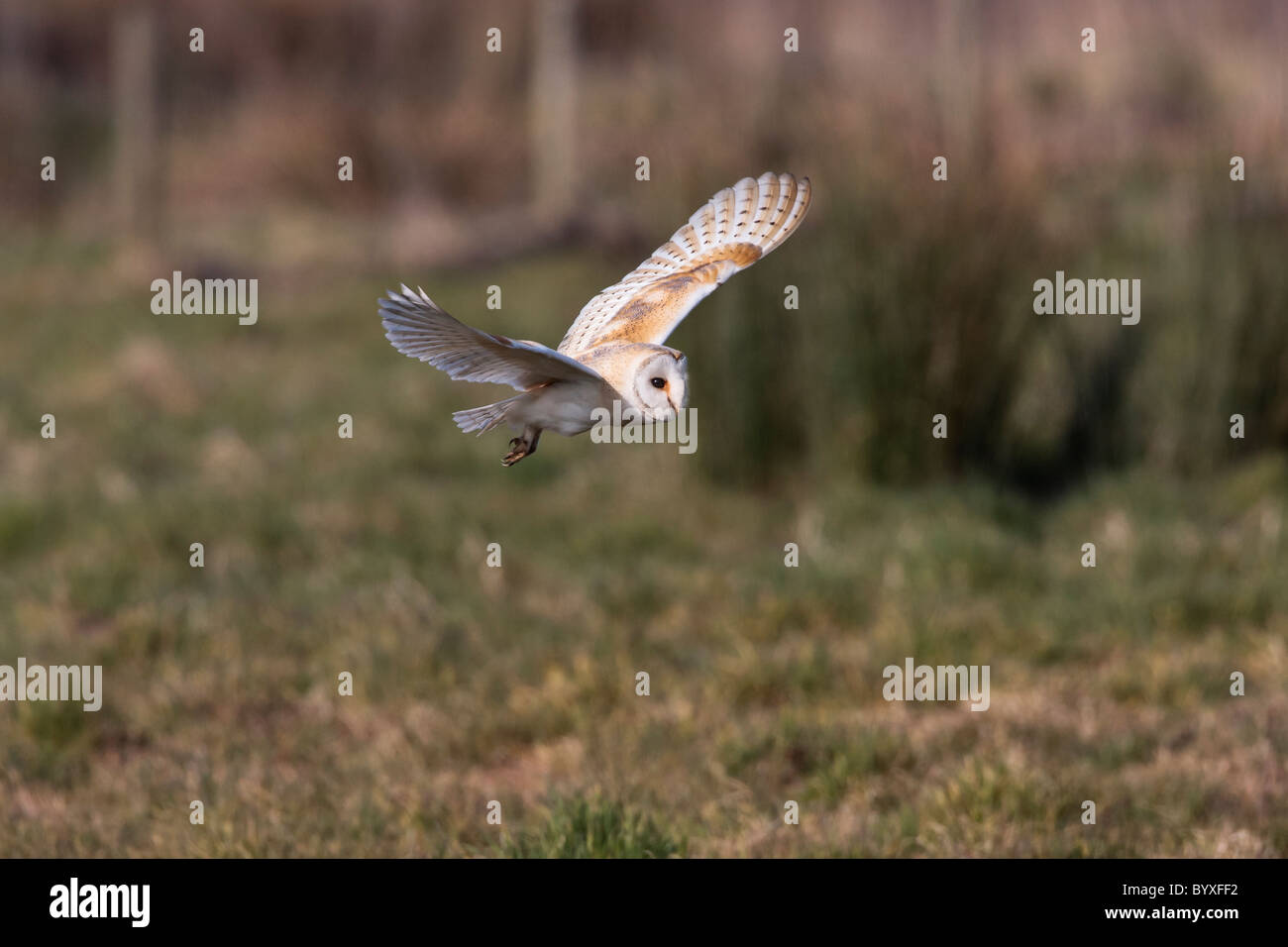 Barn owl in flight hunting for prey over heathland Stock Photo - Alamy