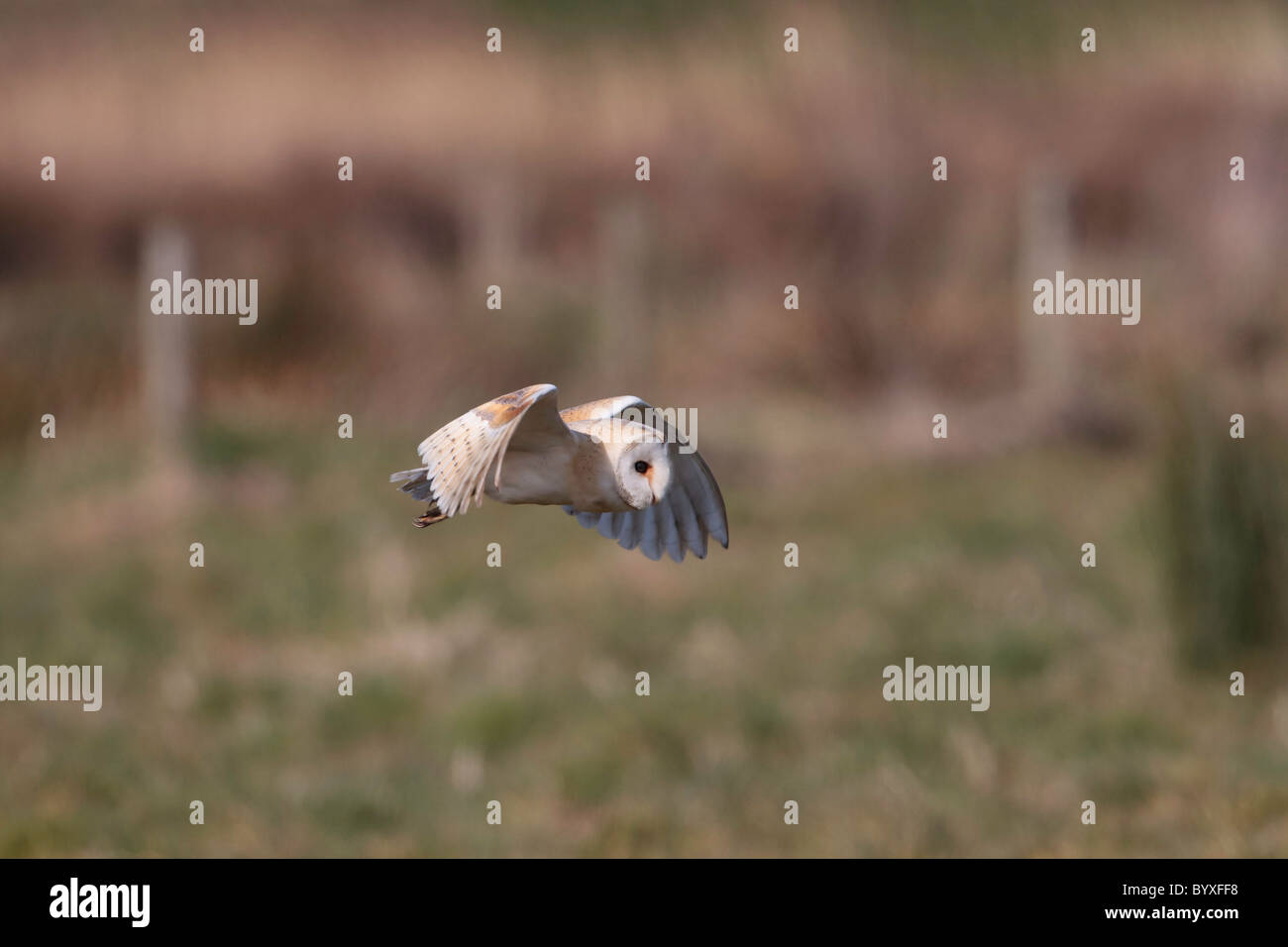 Barn owl in flight hunting for prey over heathland Stock Photo - Alamy
