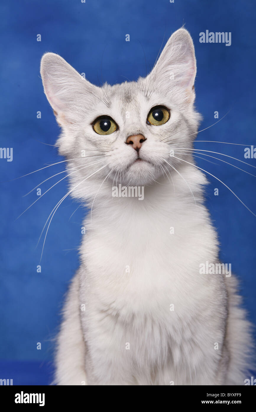 Somalian cat portrait hi-res stock photography and images - Alamy