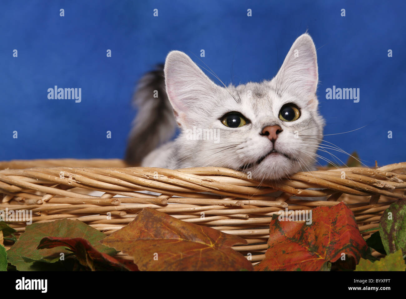 Silbersomali / silver Somali Stock Photo - Alamy