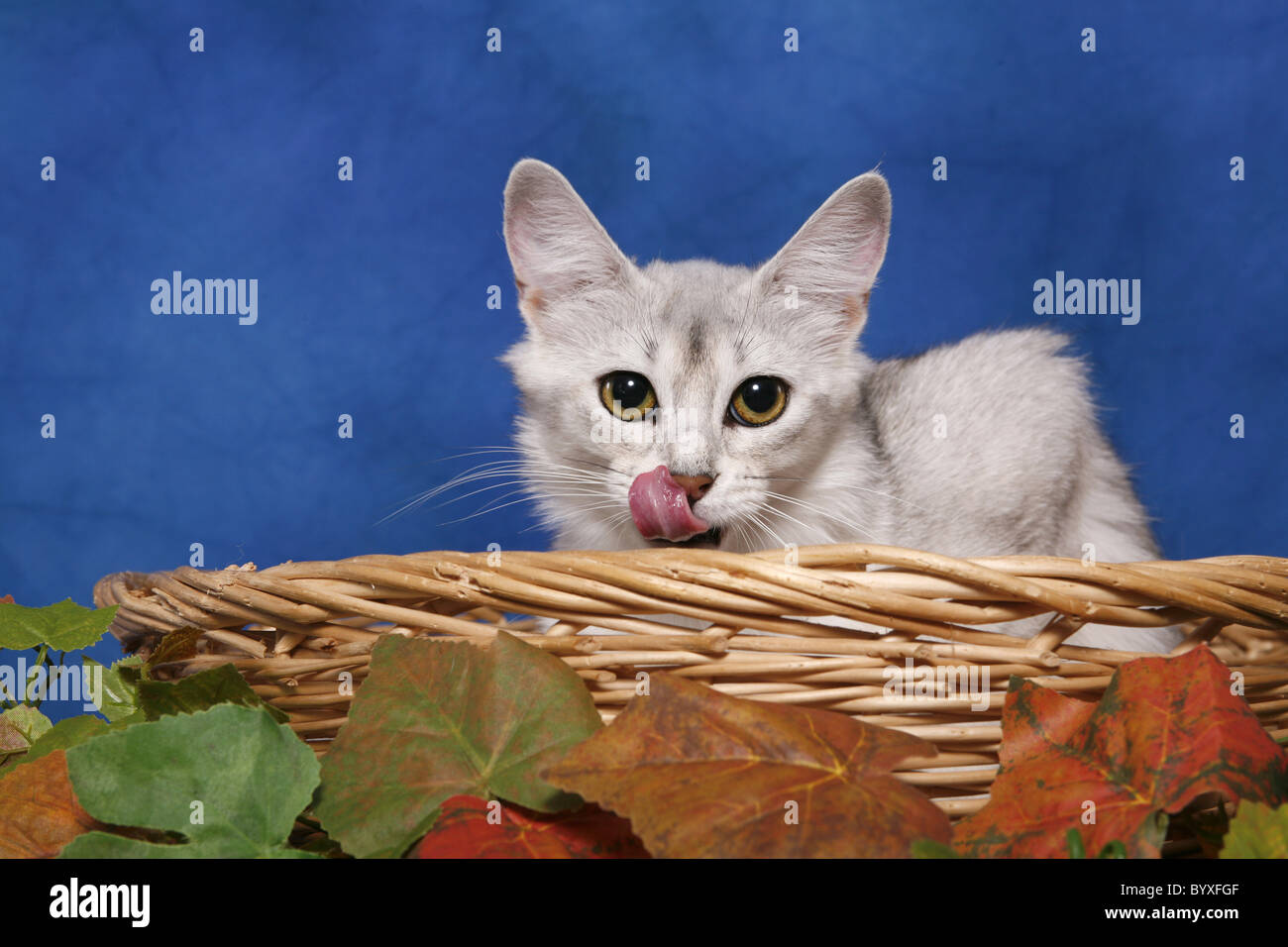 Silbersomali / silver Somali Stock Photo - Alamy
