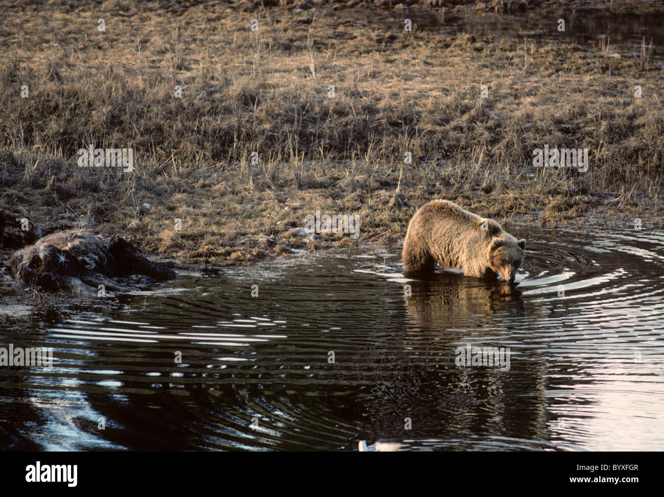 Grizzly Bear, Moose carcass, Pond, Denali National Park, Alaska, Brown Bear, Bear, Bears Stock ...