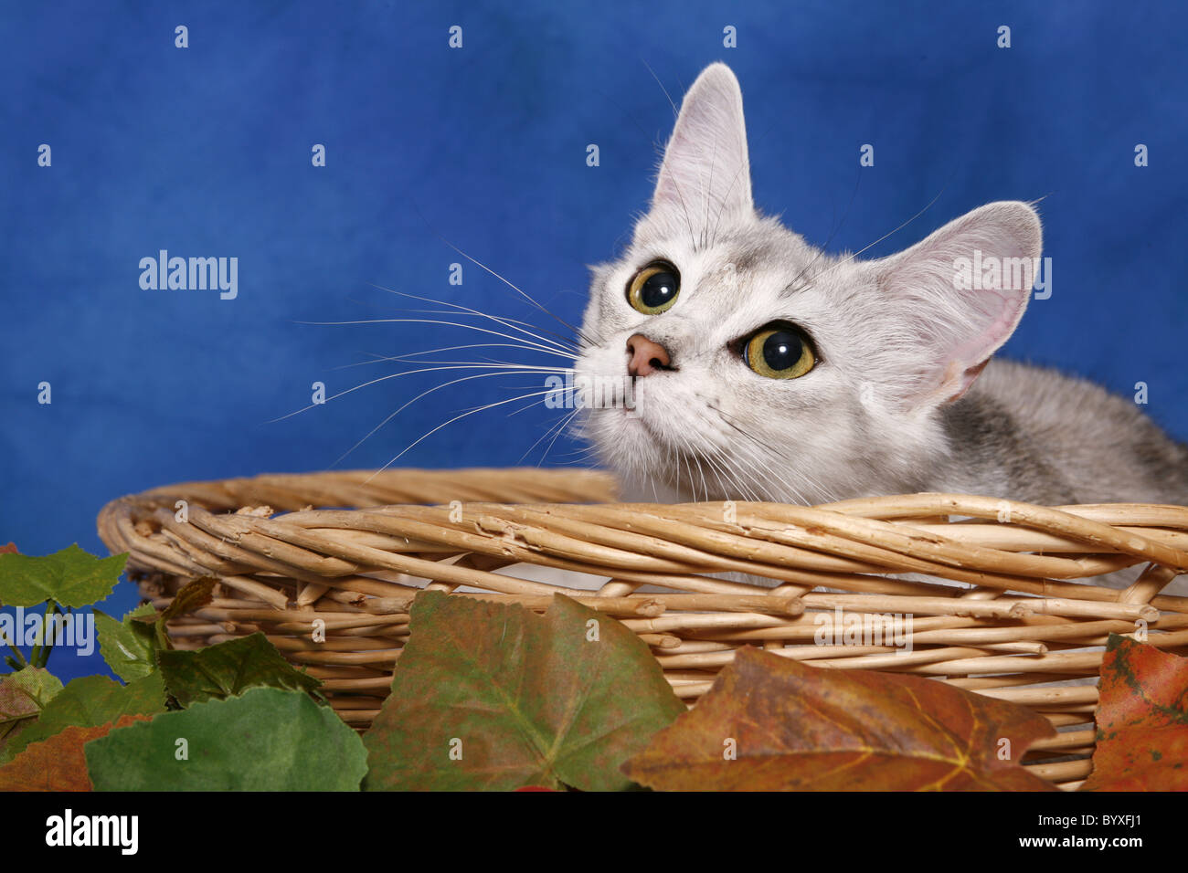 Somalian cat portrait hi-res stock photography and images - Alamy