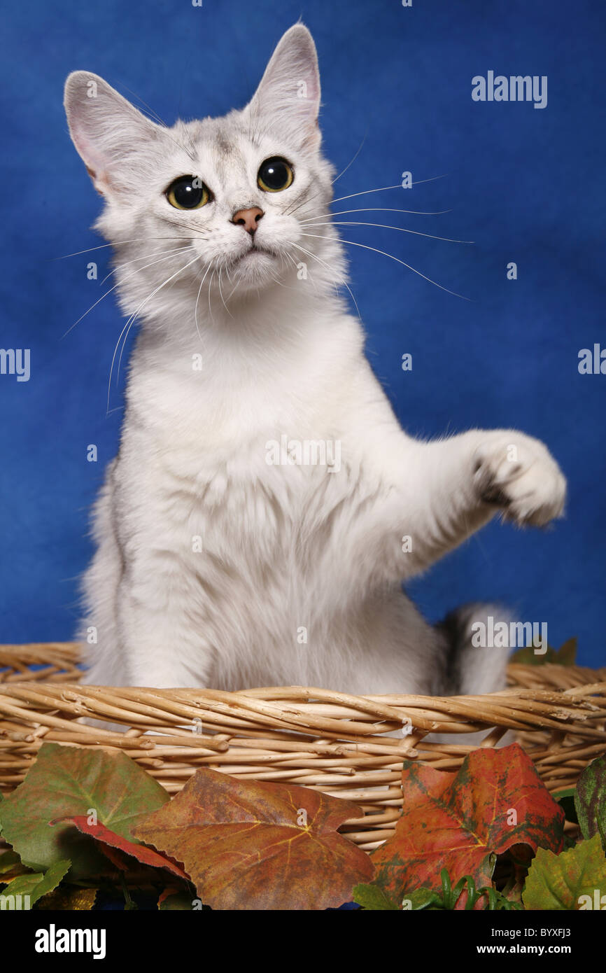 Silbersomali / silver Somali Stock Photo - Alamy